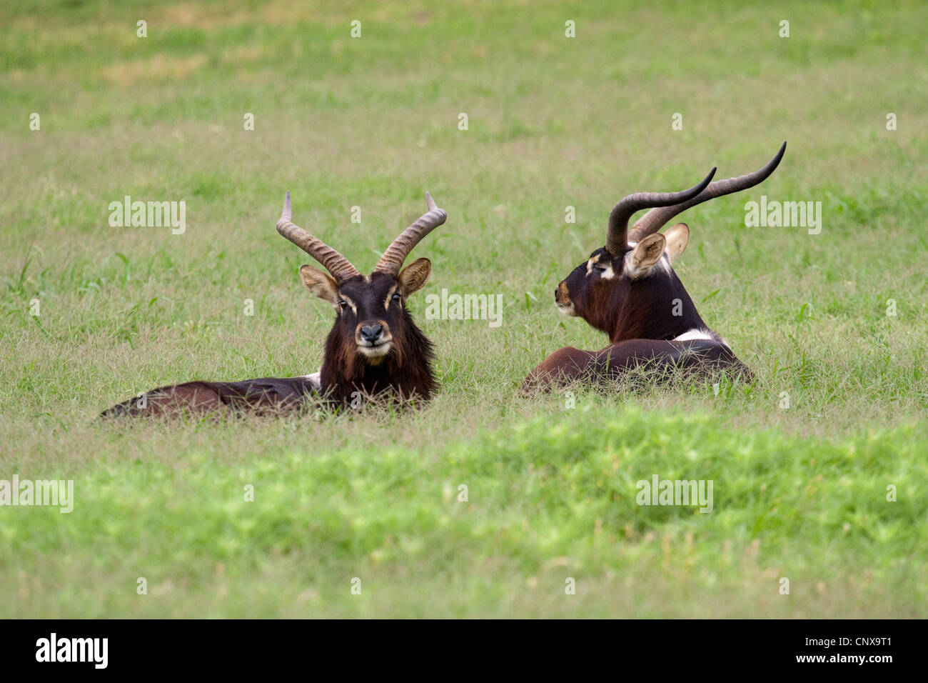 Antelope Hooves Horns Nile Lechwe wasserbock Stock Photo - Alamy