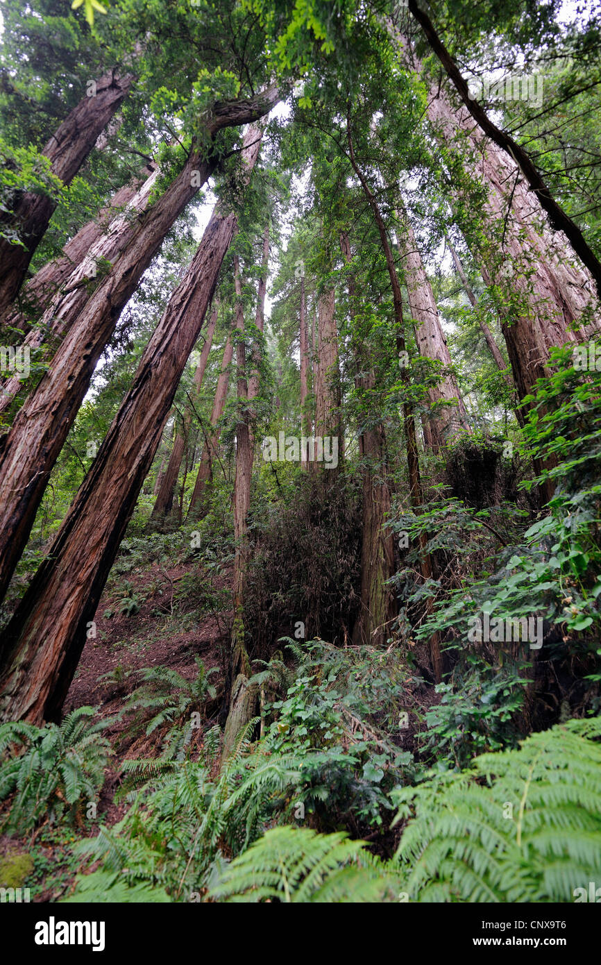 California redwood, coast redwood (Sequoia sempervirens), trees in Muir ...