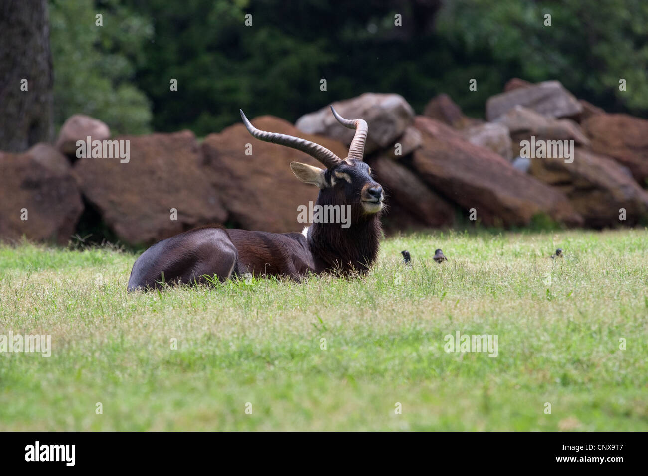Antelope Hooves Horns Nile Lechwe wasserbock Stock Photo - Alamy