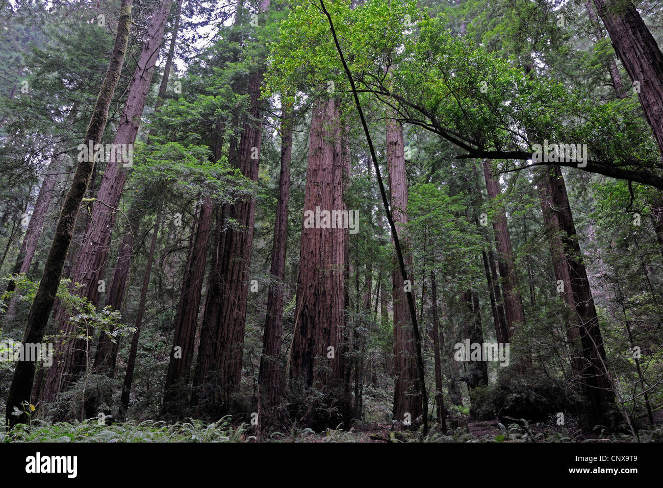 California redwood, coast redwood (Sequoia sempervirens), trees in Muir ...