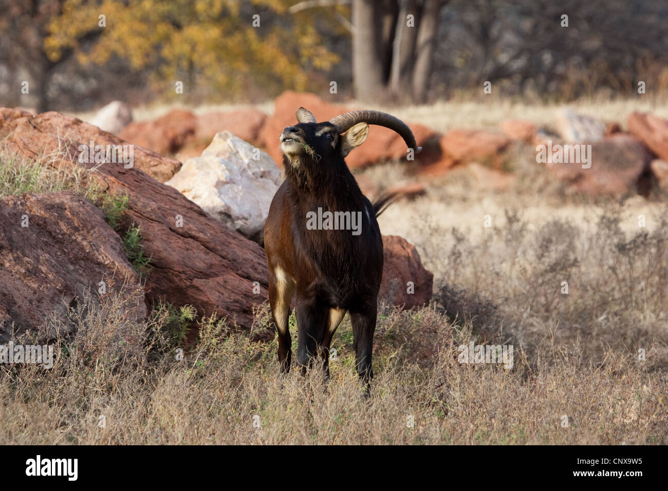 Antelope Hooves Horns Nile Lechwe wasserbock Stock Photo - Alamy