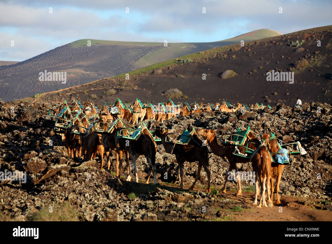 Humped back hi-res stock photography and images - Alamy