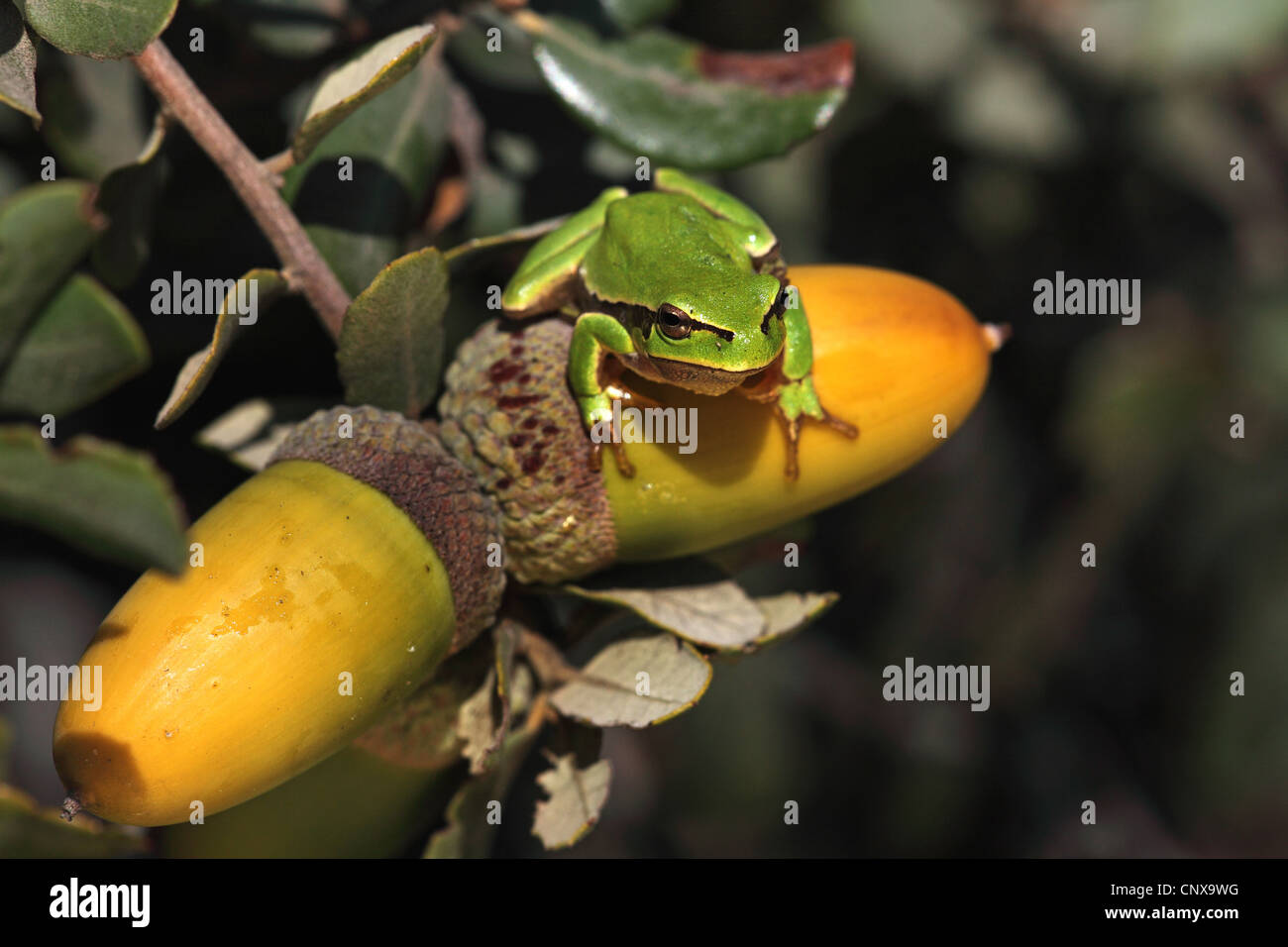 European treefrog, common treefrog, Central European treefrog (Hyla ...