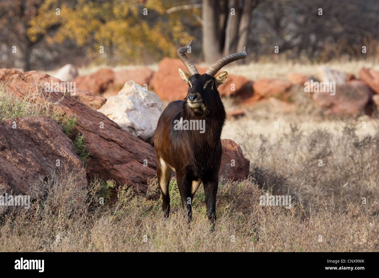 Antelope Hooves Horns Nile Lechwe wasserbock Stock Photo - Alamy