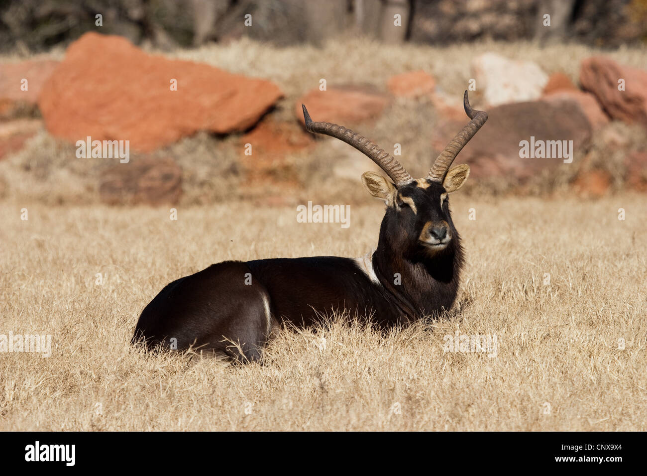 Antelope Hooves Horns Nile Lechwe wasserbock Stock Photo - Alamy