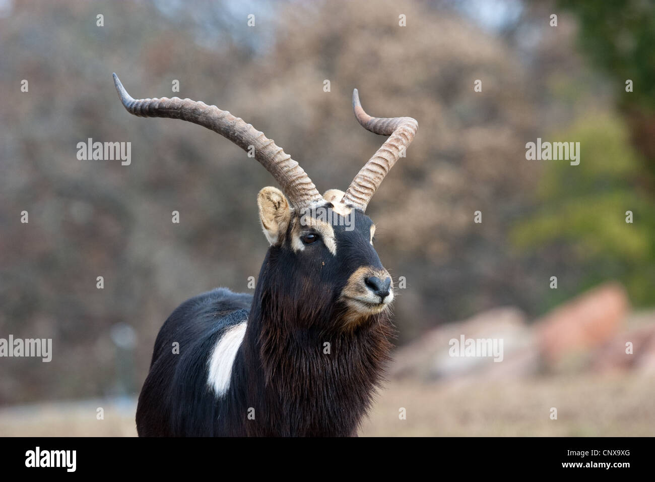 Antelope Hooves Horns Nile Lechwe wasserbock Stock Photo - Alamy