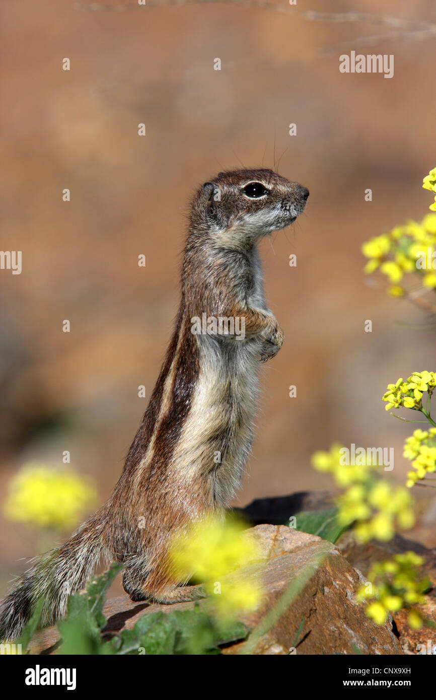 barbary ground squirrel, North African ground squirrel (Atlantoxerus ...