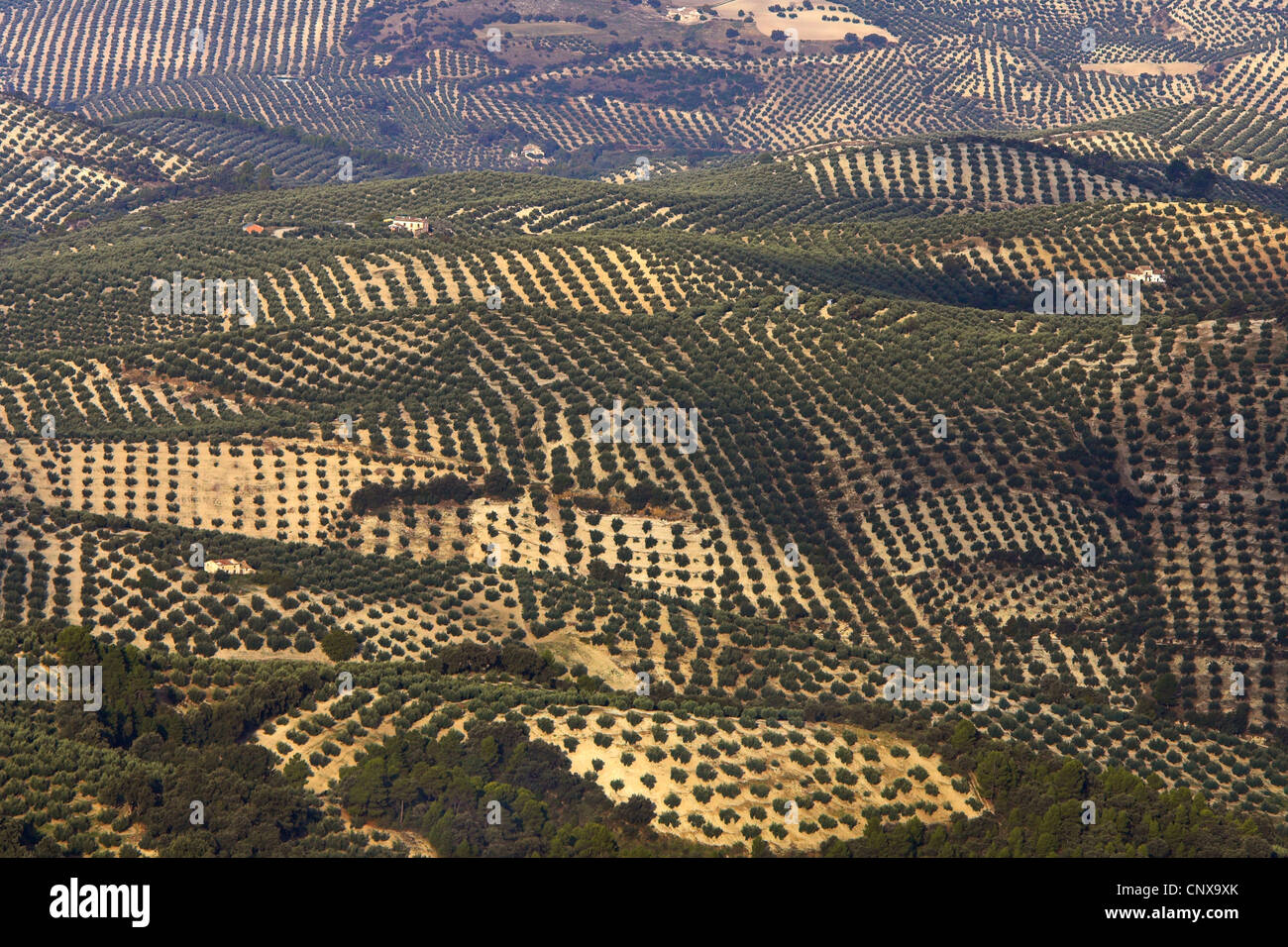 Olive tree olea europaea ssp sativa hi-res stock photography and images ...