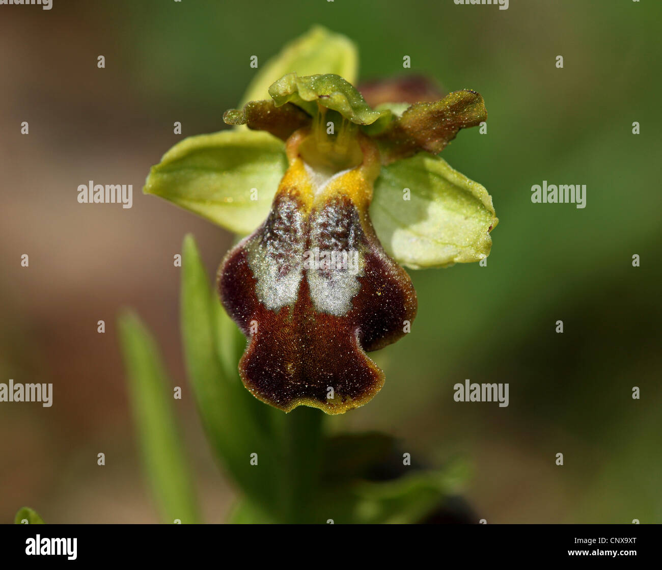 Ophrys omegaifera hi-res stock photography and images - Alamy