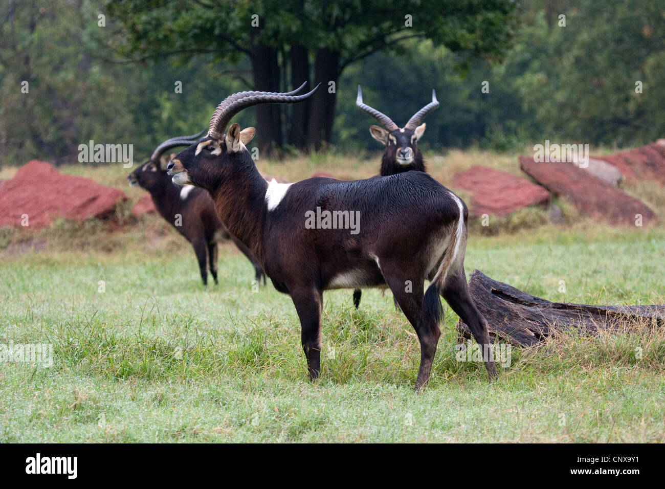 Antelope Hooves Horns Nile Lechwe wasserbock Stock Photo - Alamy