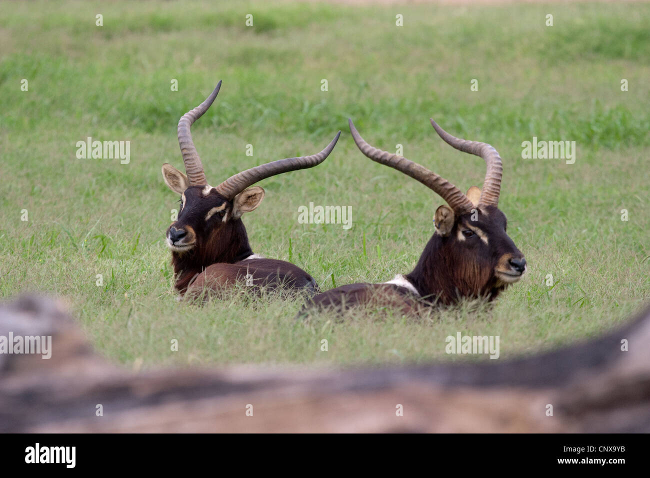Antelope Hooves Horns Nile Lechwe wasserbock Stock Photo - Alamy