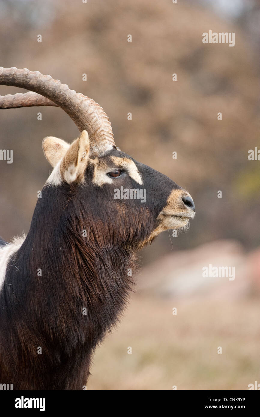 Antelope Hooves Horns Nile Lechwe wasserbock Stock Photo - Alamy