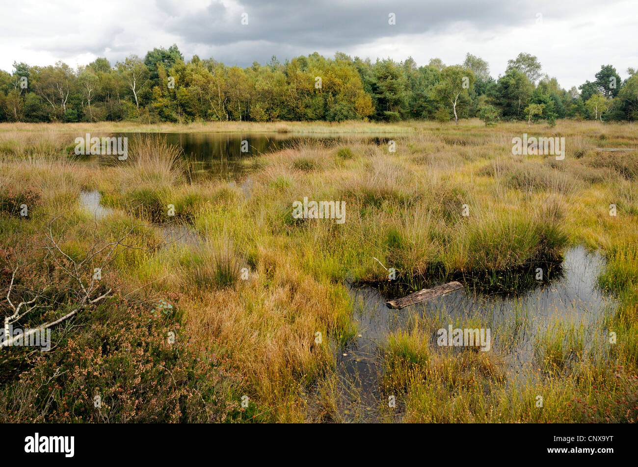 bog pond in Gilderhauser Venn, Germany, Lower Saxony, NSG Gildehauser ...