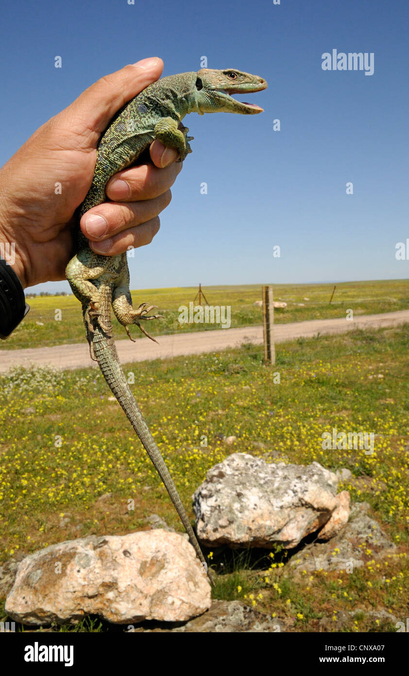 ocellated lizard, ocellated green lizard, eyed lizard, jewelled lizard ...