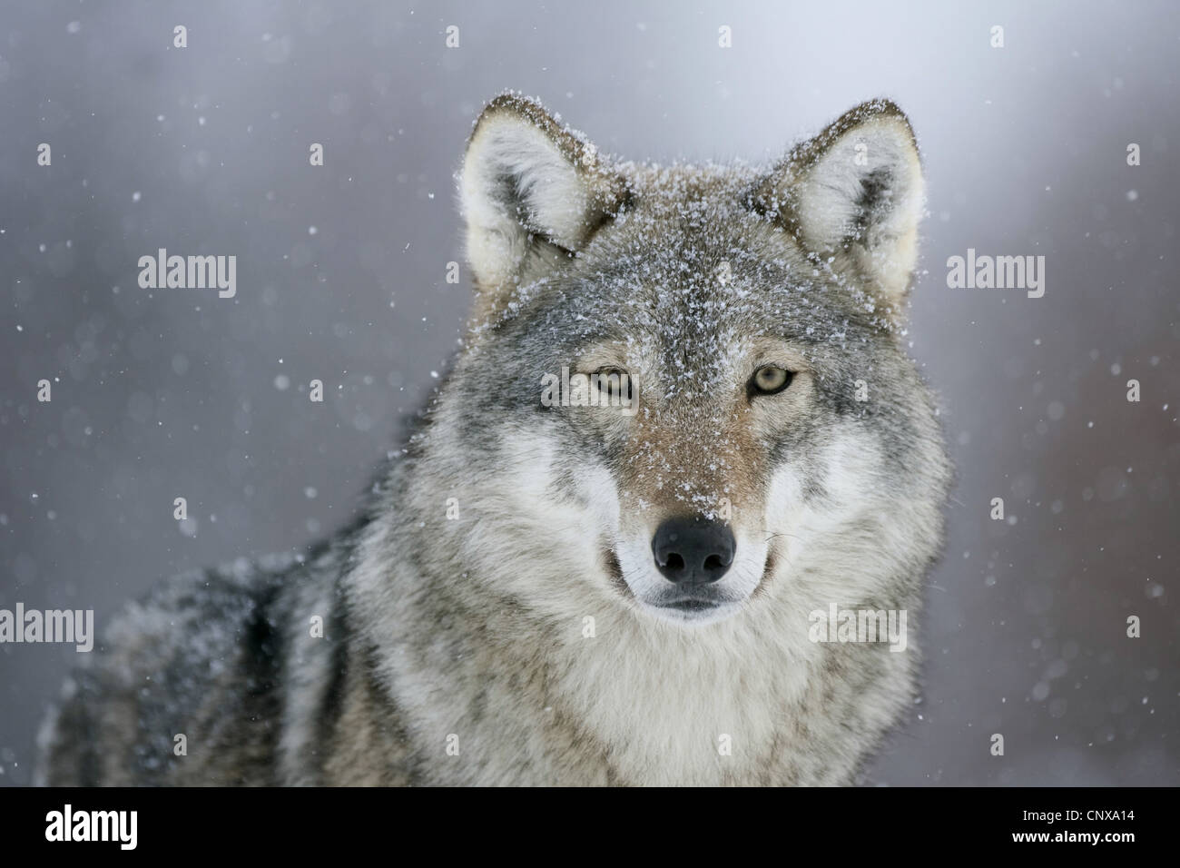 European gray wolf (Canis lupus lupus), portrait, standing in falling ...