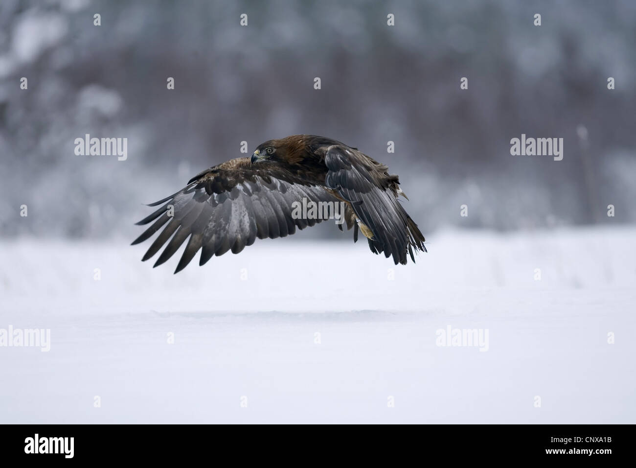 Golden eagle flying scotland hi-res stock photography and images - Alamy