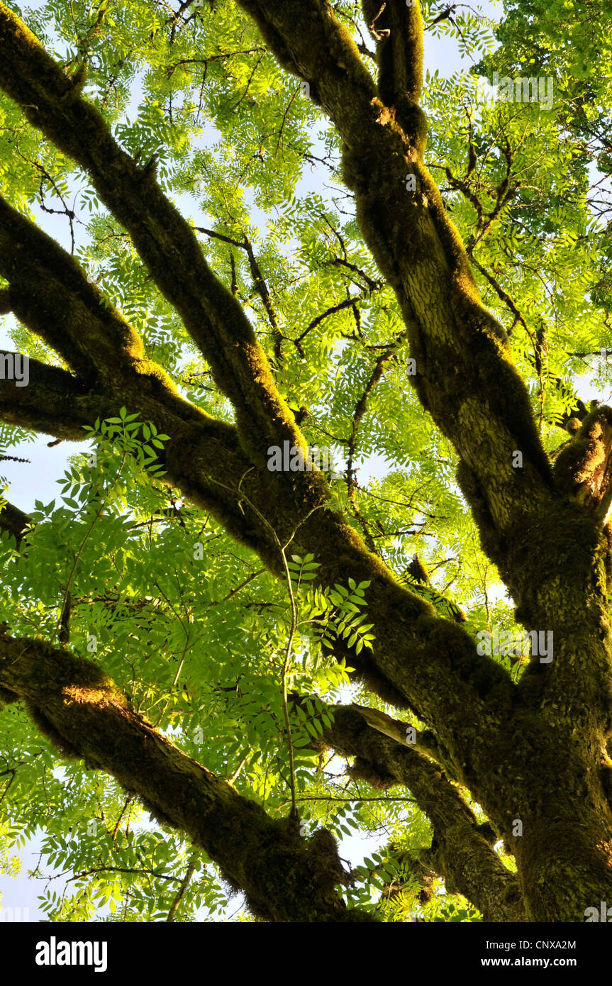 Common ash branch in spring hi-res stock photography and images - Alamy