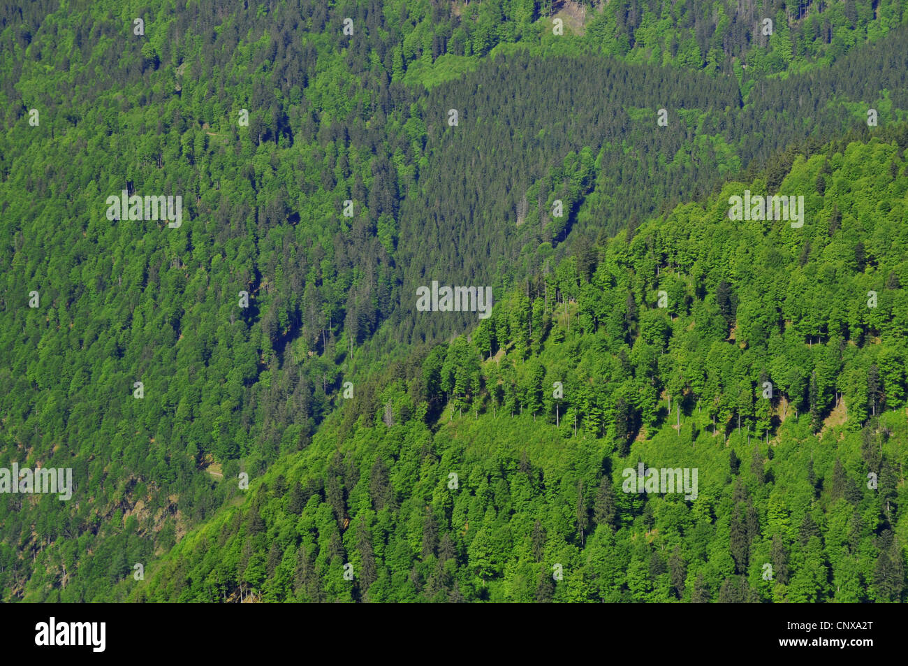 mixed forest from above, Germany, Baden-Wuerttemberg, Black Forest ...