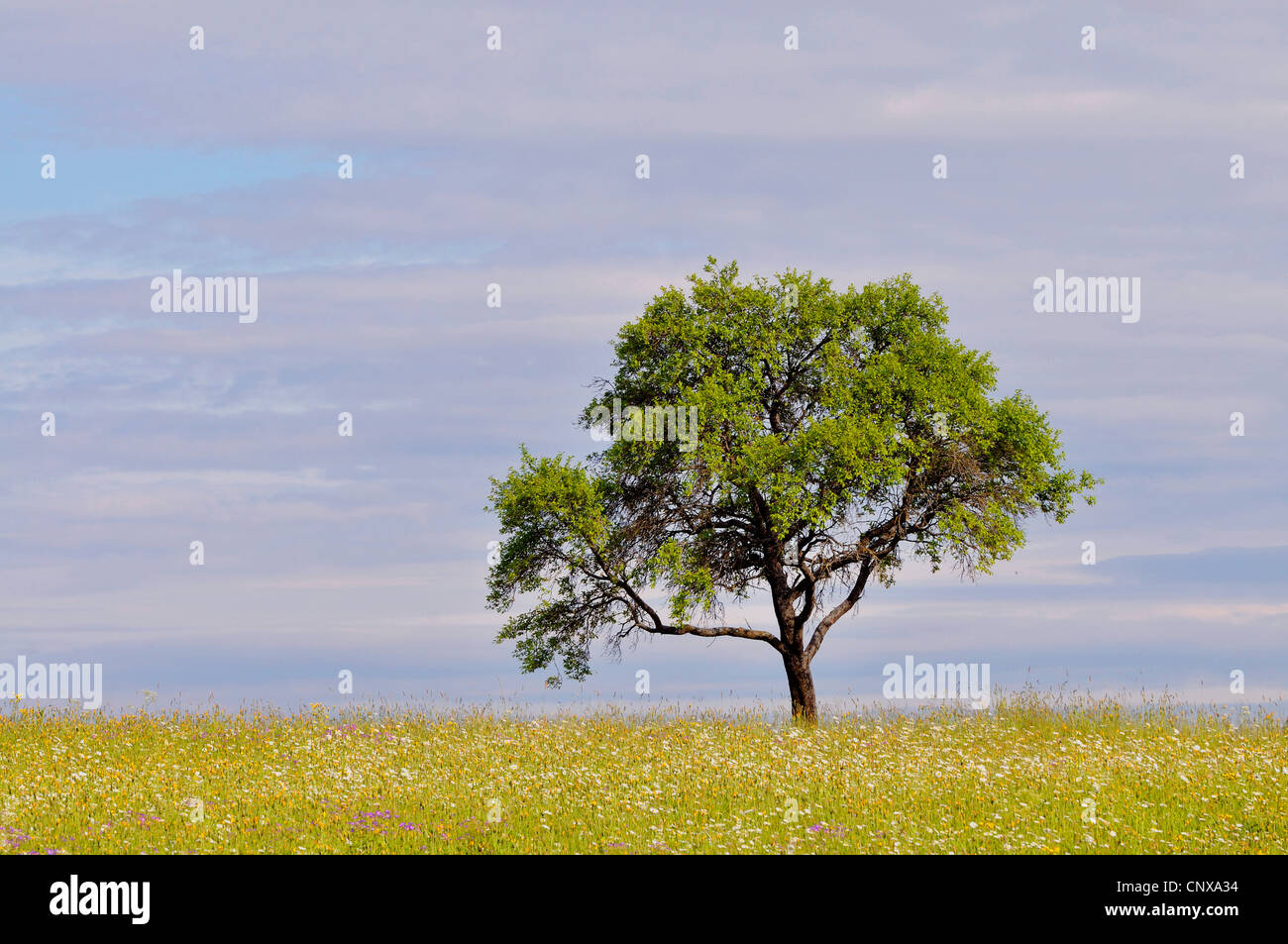 single tree in wildflower meadow, Germany, Baden-Wuerttemberg, Black ...