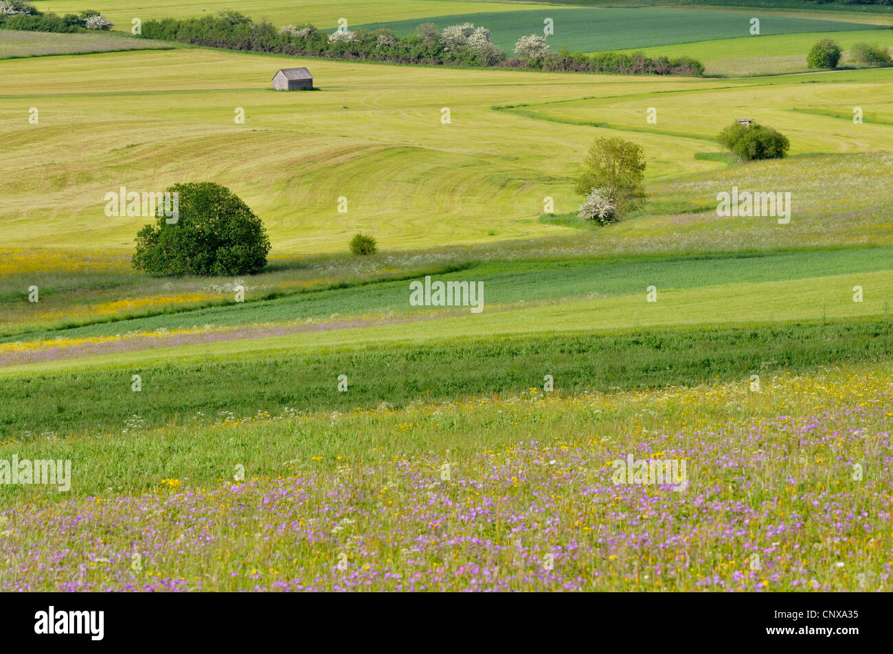 Spring Meadow Flowers Forest Germany High Resolution Stock Photography ...