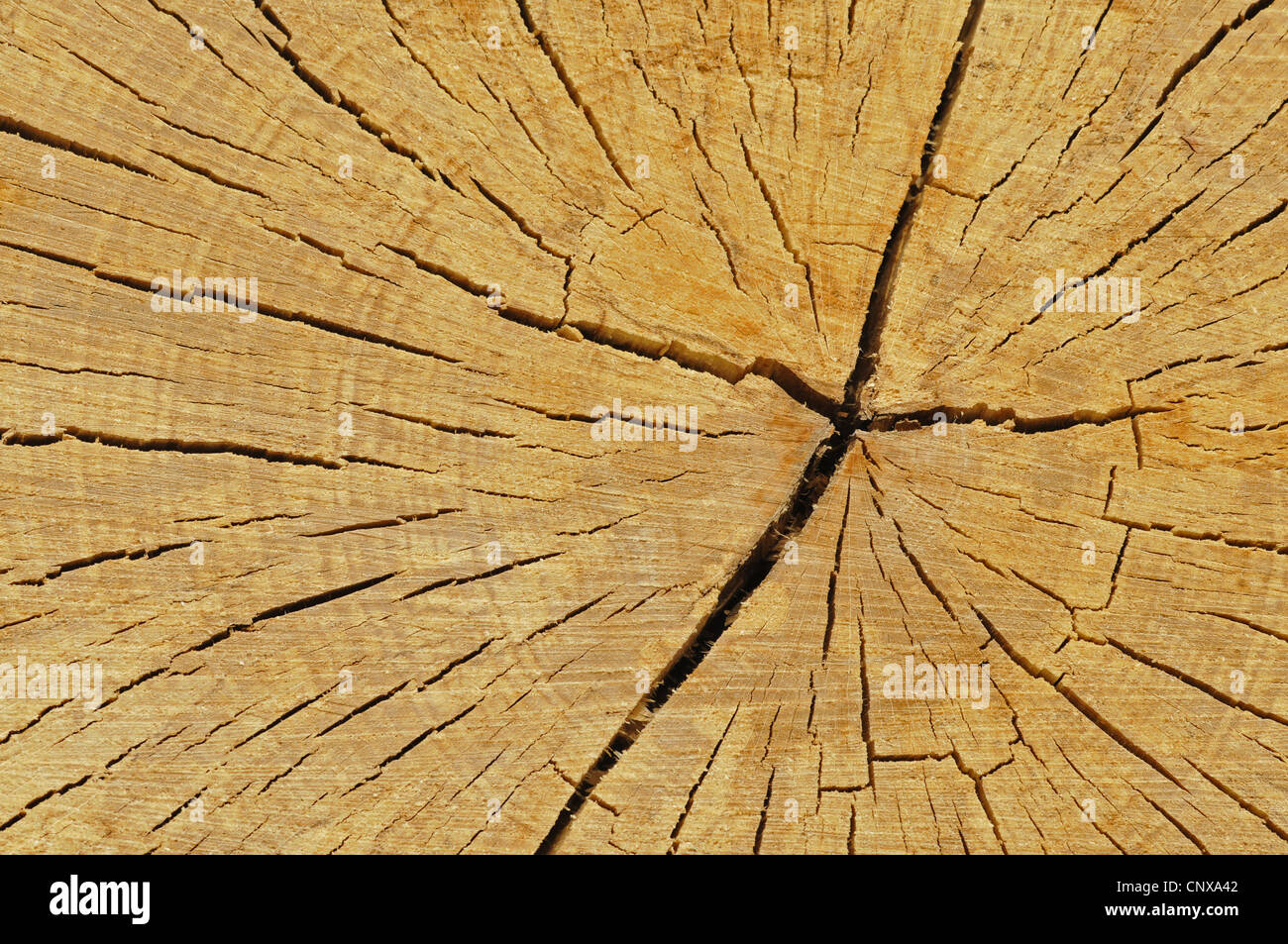 Germany German Cross Section High Resolution Stock Photography and ...