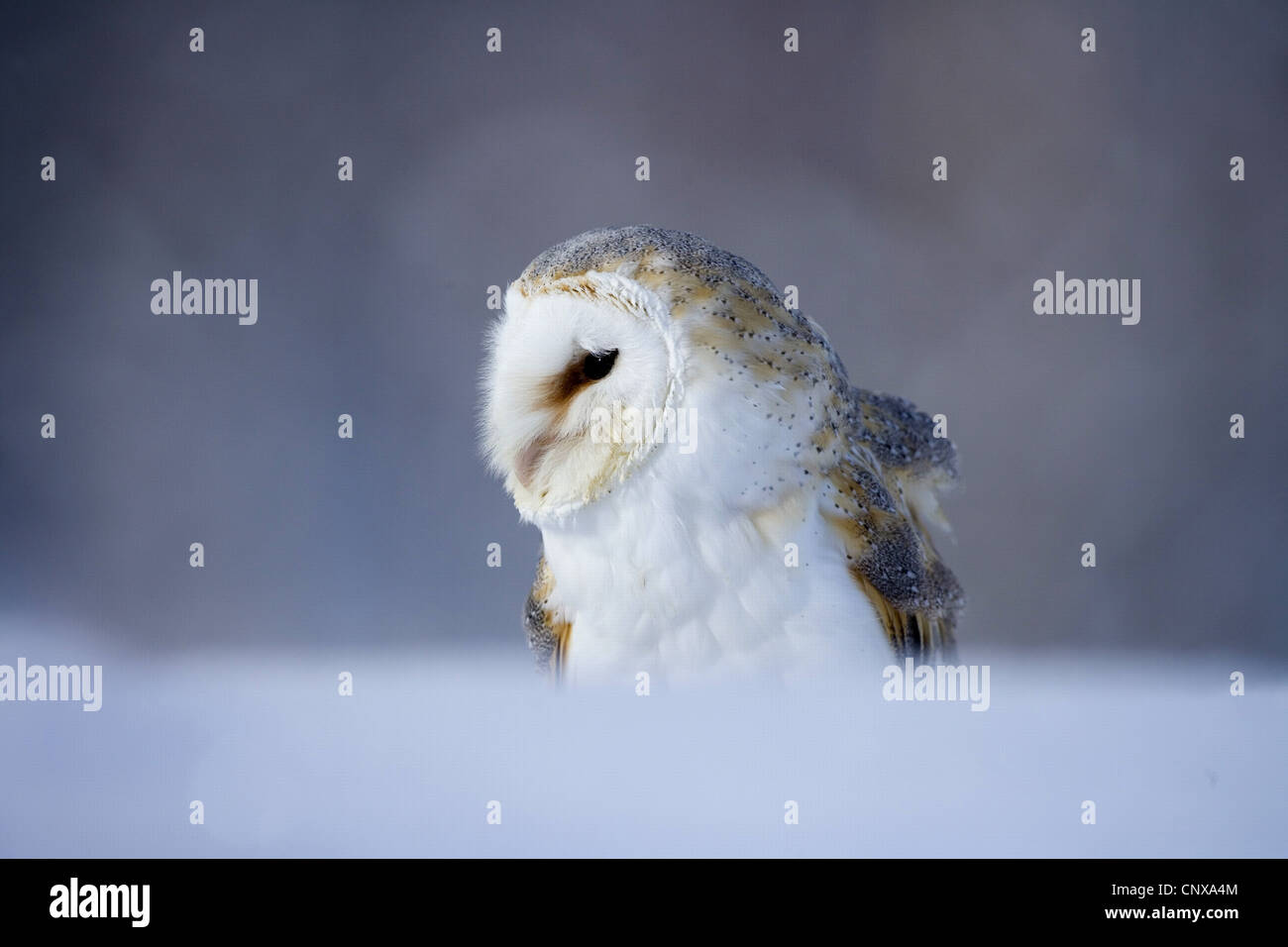 barn owl (Tyto alba), portrait in deep snow, United Kingdom, Scotland ...