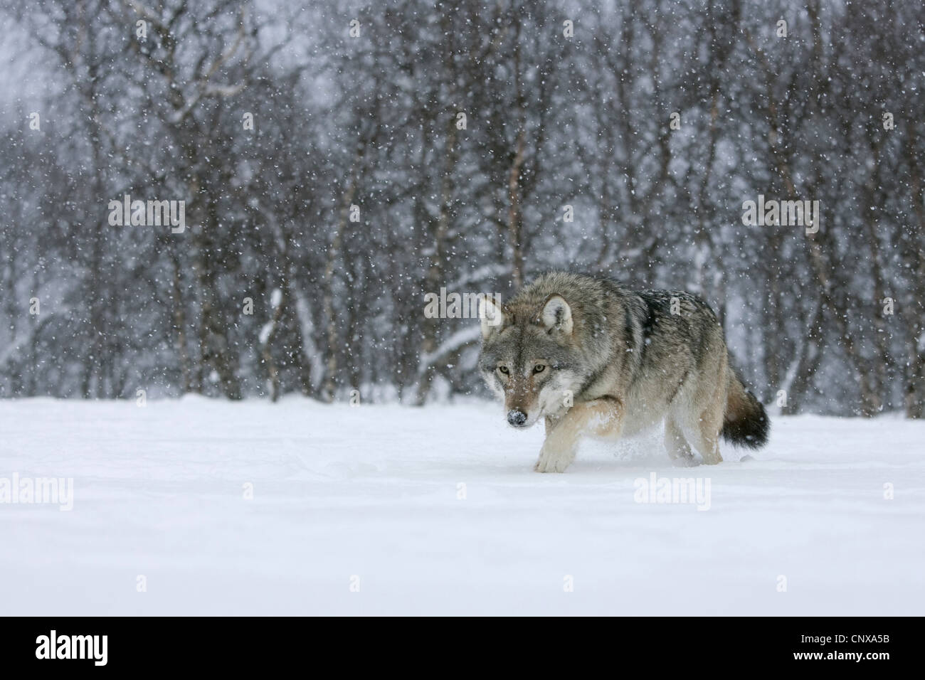 Wolves snow hi-res stock photography and images - Alamy