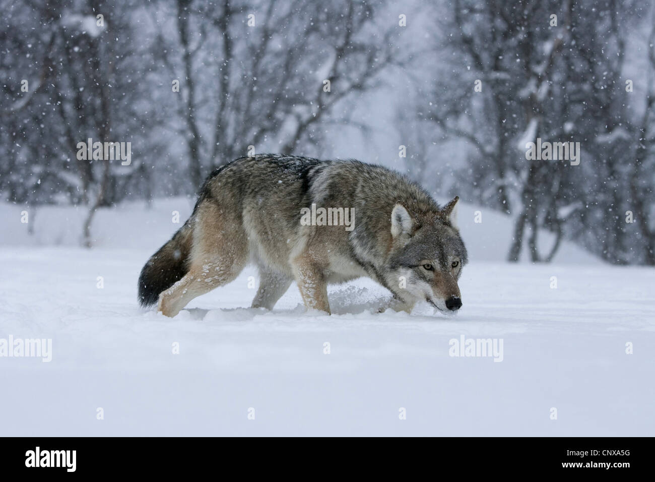 European gray wolf (Canis lupus lupus), sneaking over a snow field at a ...