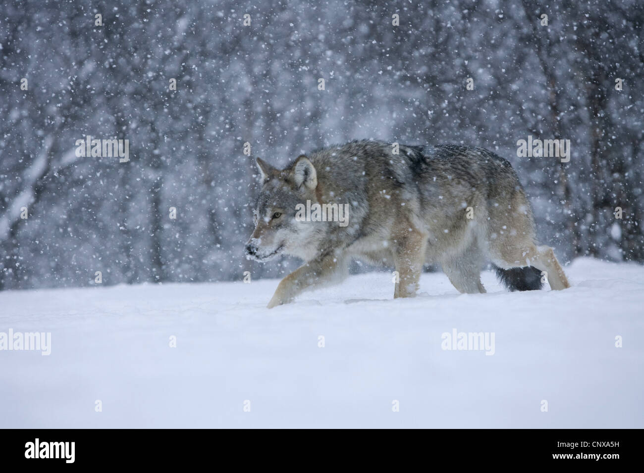 European gray wolf (Canis lupus lupus), sneaking over a snow field at a ...
