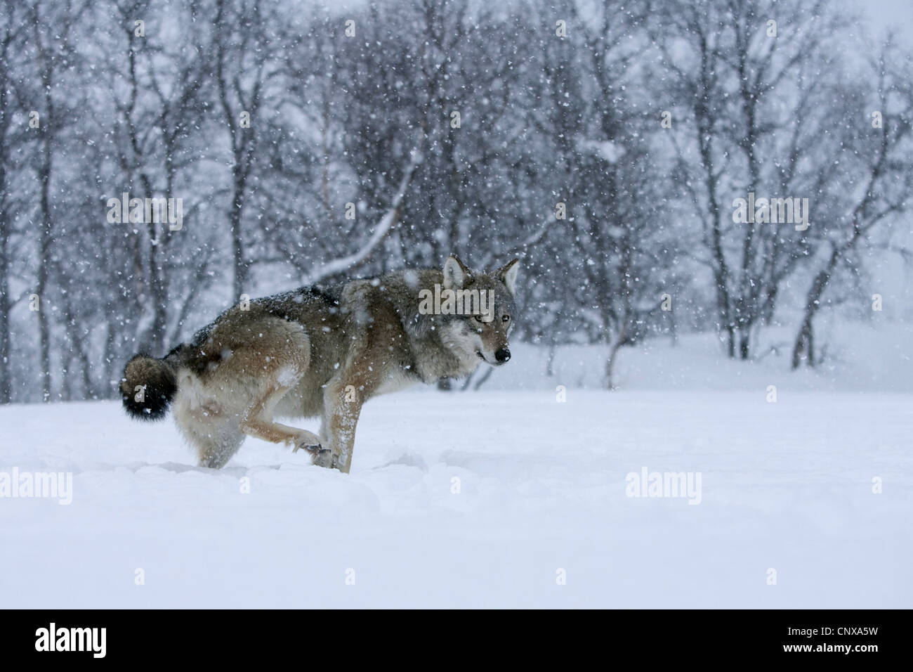 European gray wolf (Canis lupus lupus), standing on a snow field ...