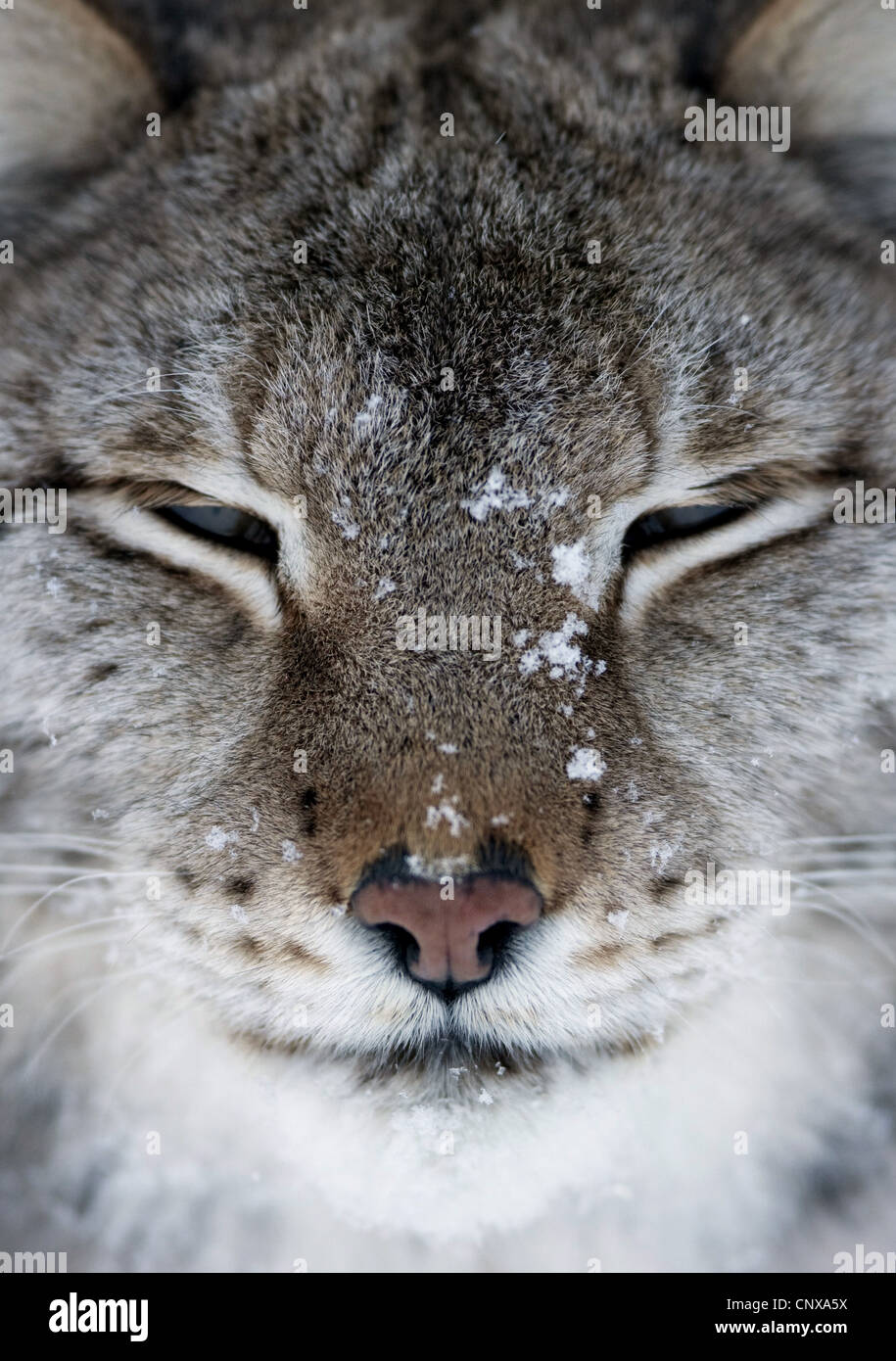Eurasian lynx (Lynx lynx), in winter with snowcovered nose, Norway ...