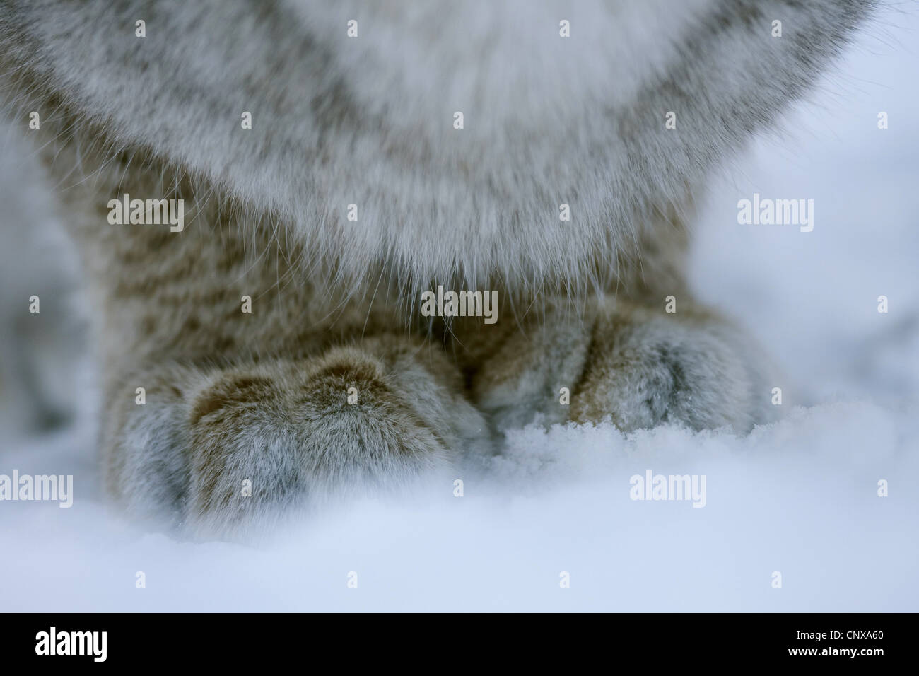 Eurasian lynx (Lynx lynx), in winter, close up of feet, Norway Stock ...