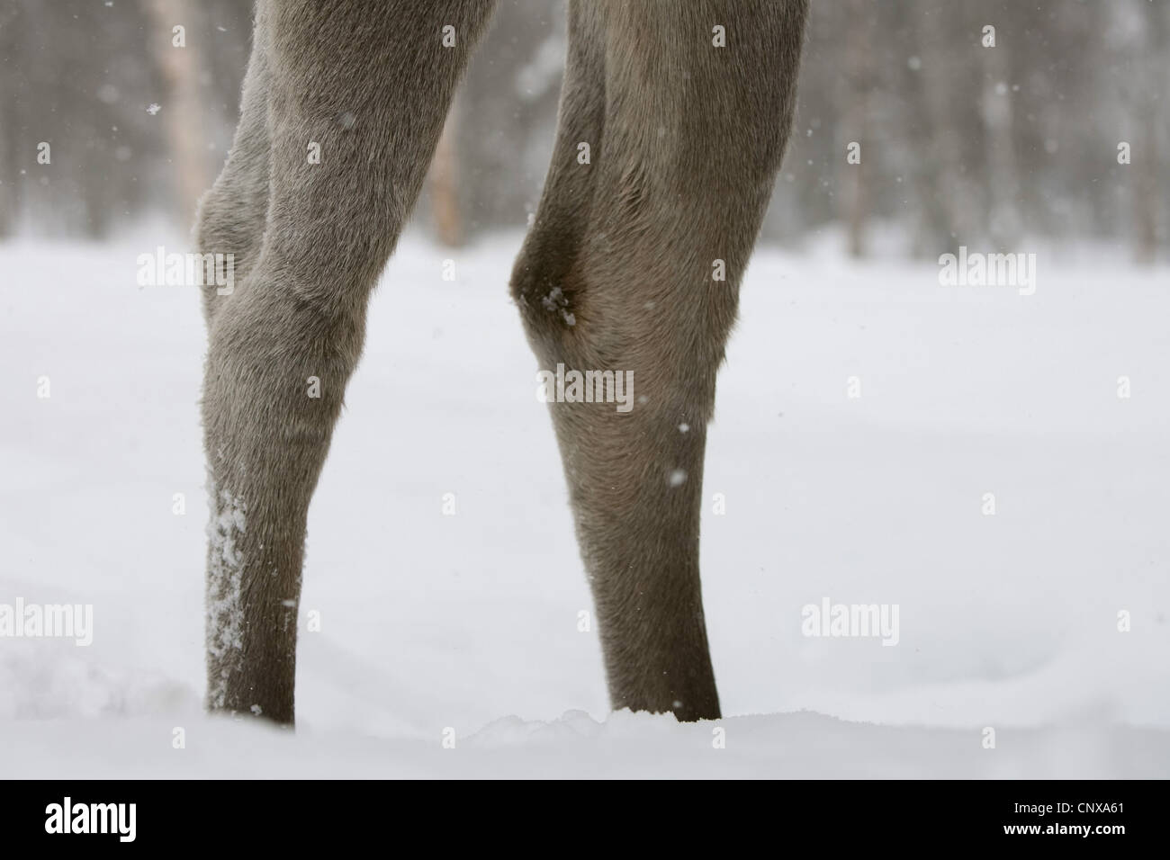 elk, European moose (Alces alces alces), Hind legs, Norway Stock Photo ...