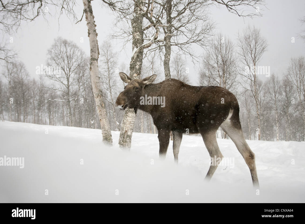 Alces alces andersonii hi-res stock photography and images - Alamy