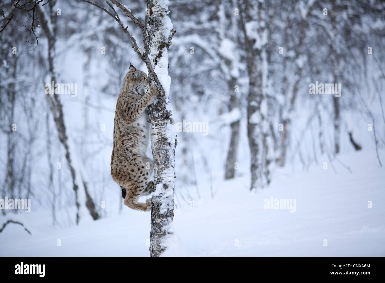 Eurasian lynx lynx lynx on birch tree hi-res stock photography and ...