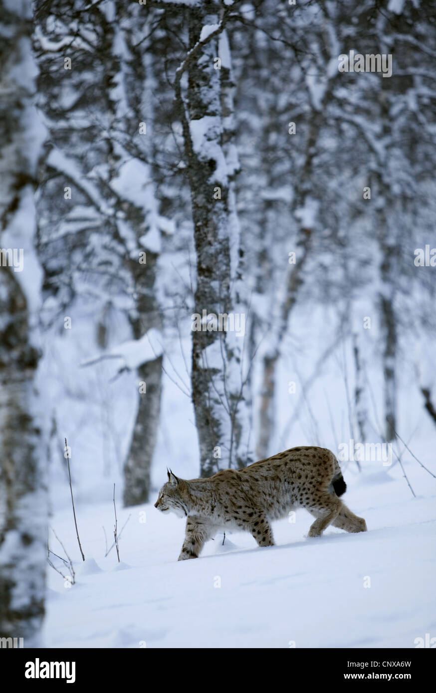 Eurasian lynx (Lynx lynx), in winter birch forest, Norway Stock Photo ...