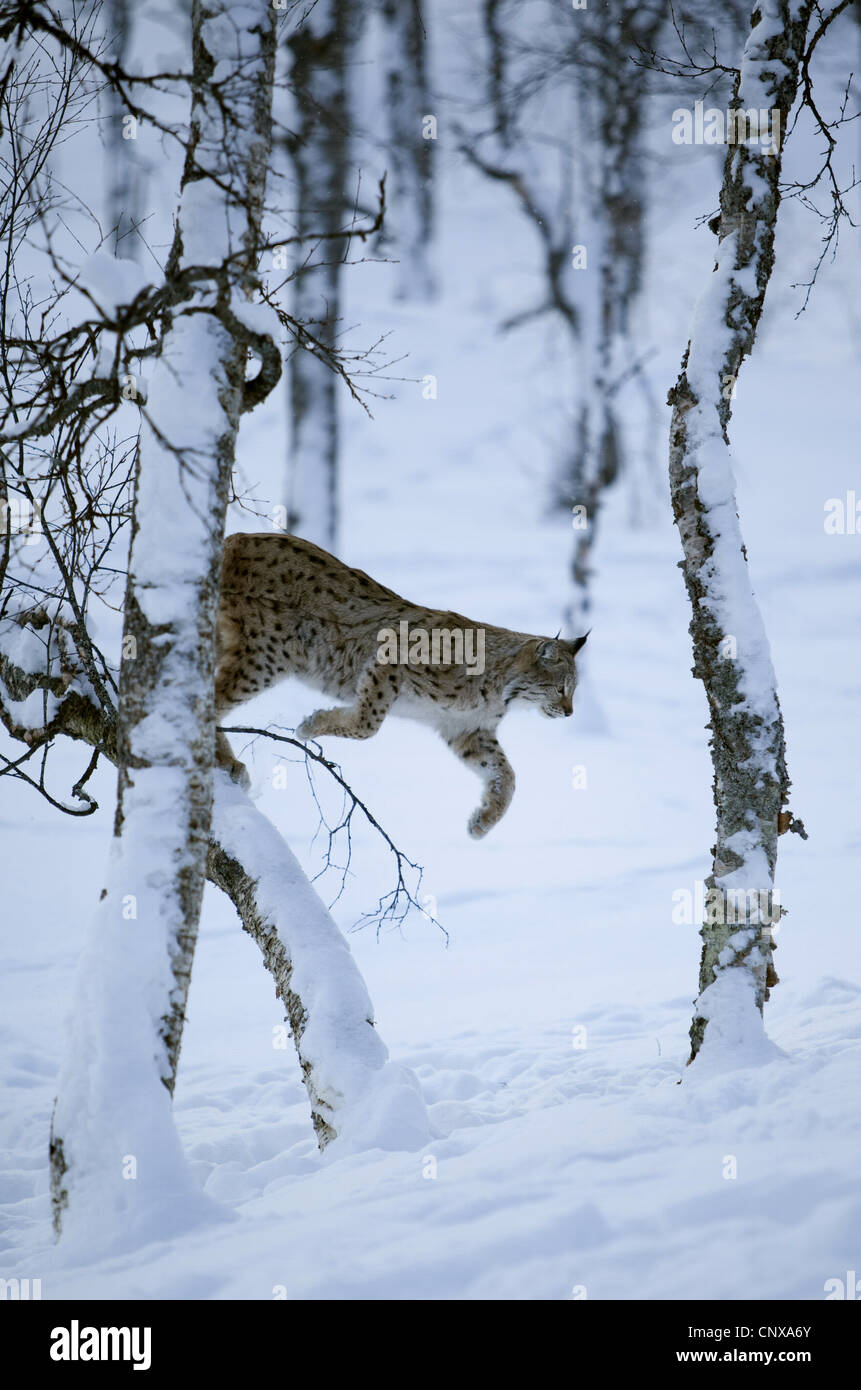 Eurasian lynx (Lynx lynx), in winter birch forest, Norway Stock Photo ...