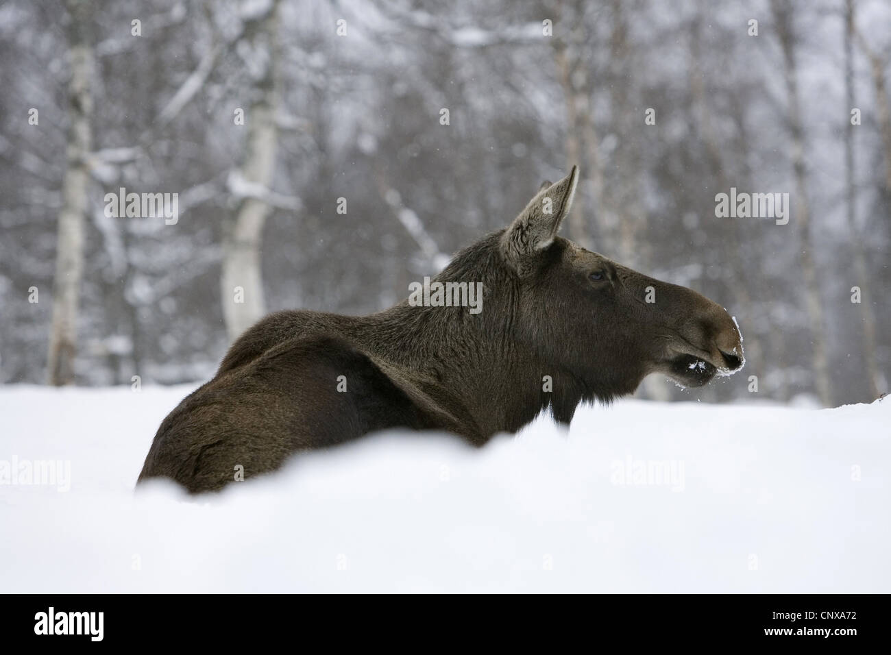 Moose Lying Down High Resolution Stock Photography and Images - Alamy