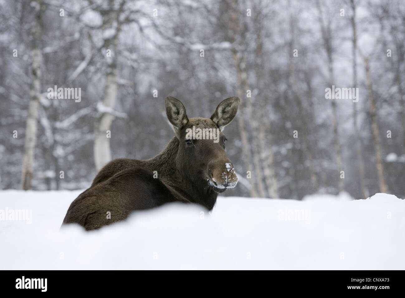elk, European moose (Alces alces alces), lying in deep snow with ...