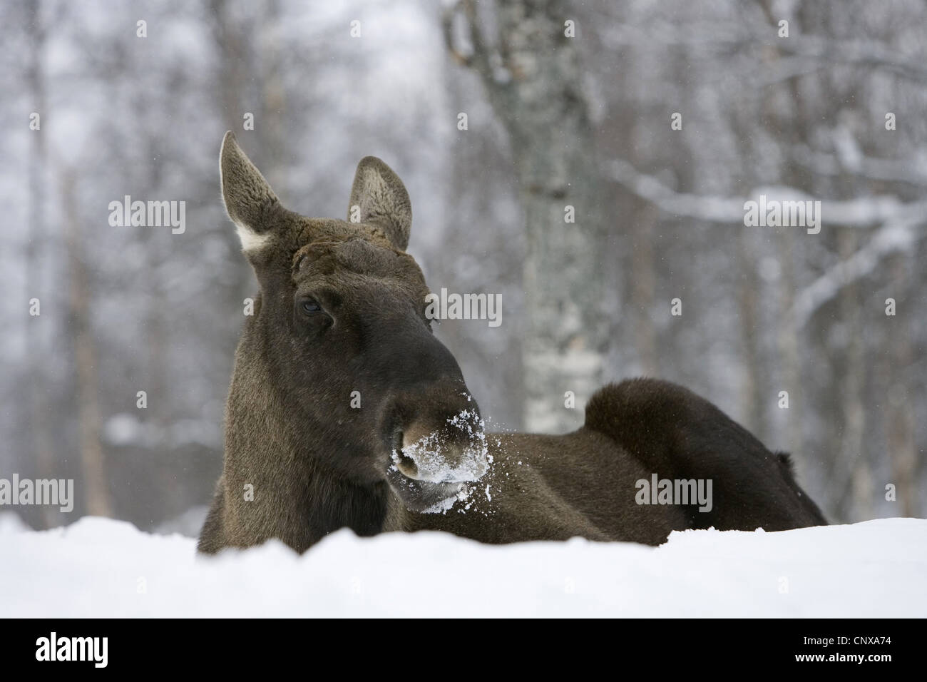 elk, European moose (Alces alces alces), lying in deep snow with ...