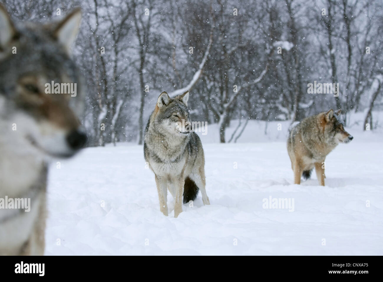 Three wolves cairns hi-res stock photography and images - Alamy