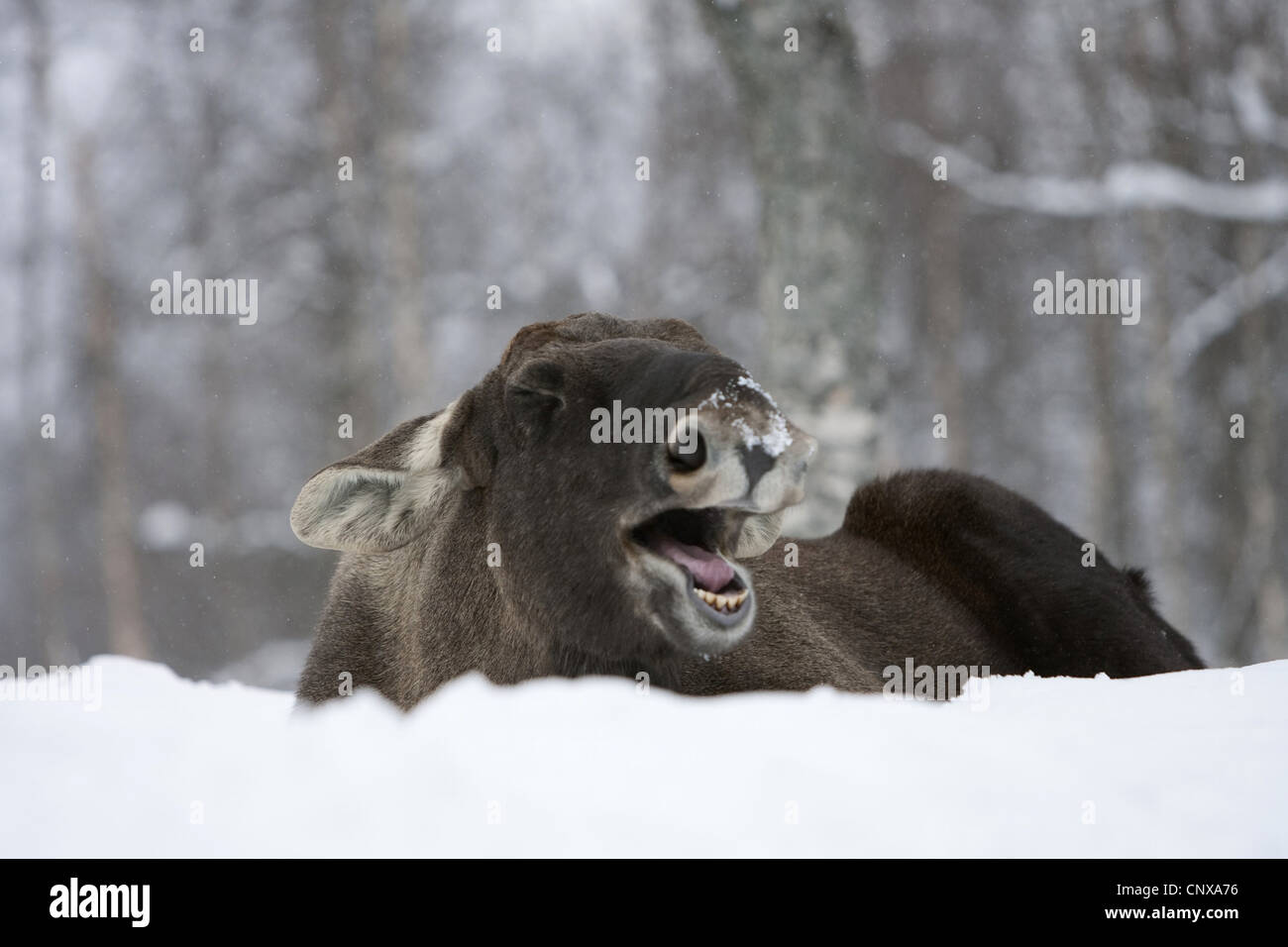 Moose Lying Down High Resolution Stock Photography and Images - Alamy