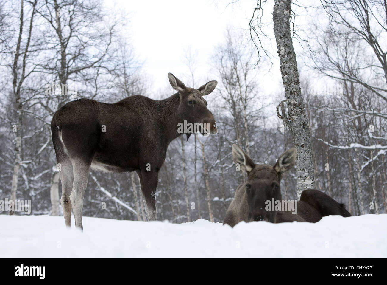 elk, European moose (Alces alces alces), Pair in winter, Norway Stock ...