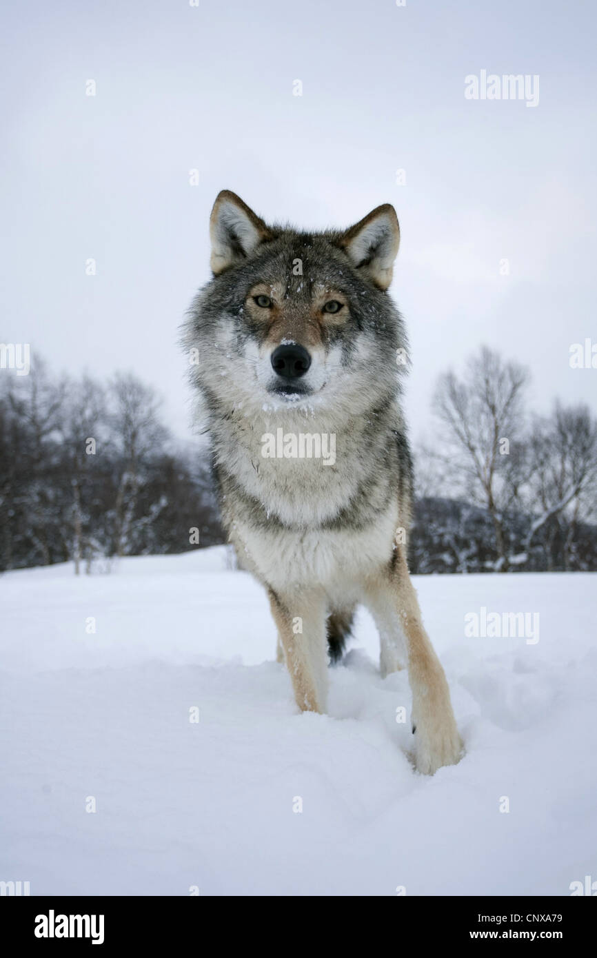 European gray wolf (Canis lupus lupus), sneaking over a snow field at a ...