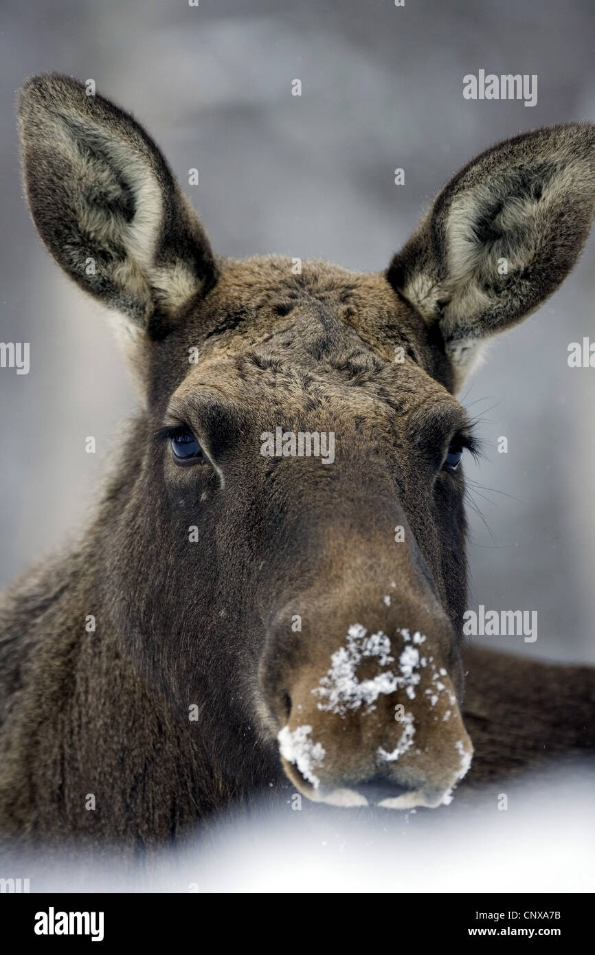 Close up moose nose hi-res stock photography and images - Alamy
