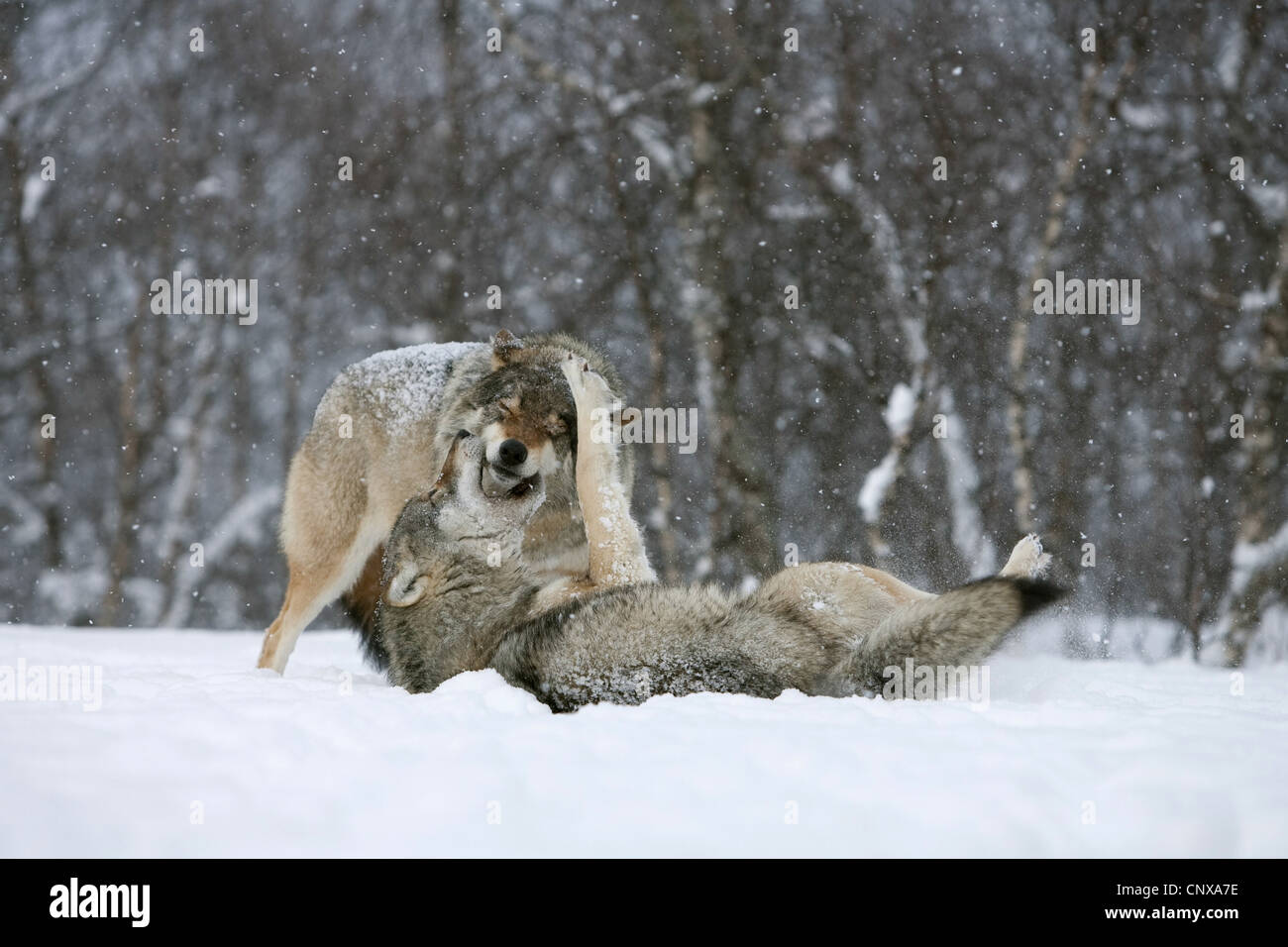 Two fighting wolves hi-res stock photography and images - Alamy