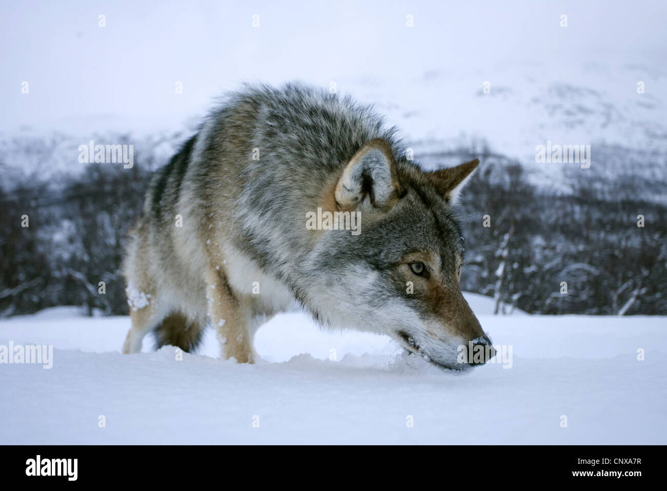 European gray wolf (Canis lupus lupus), sneaking over a snow field at a ...
