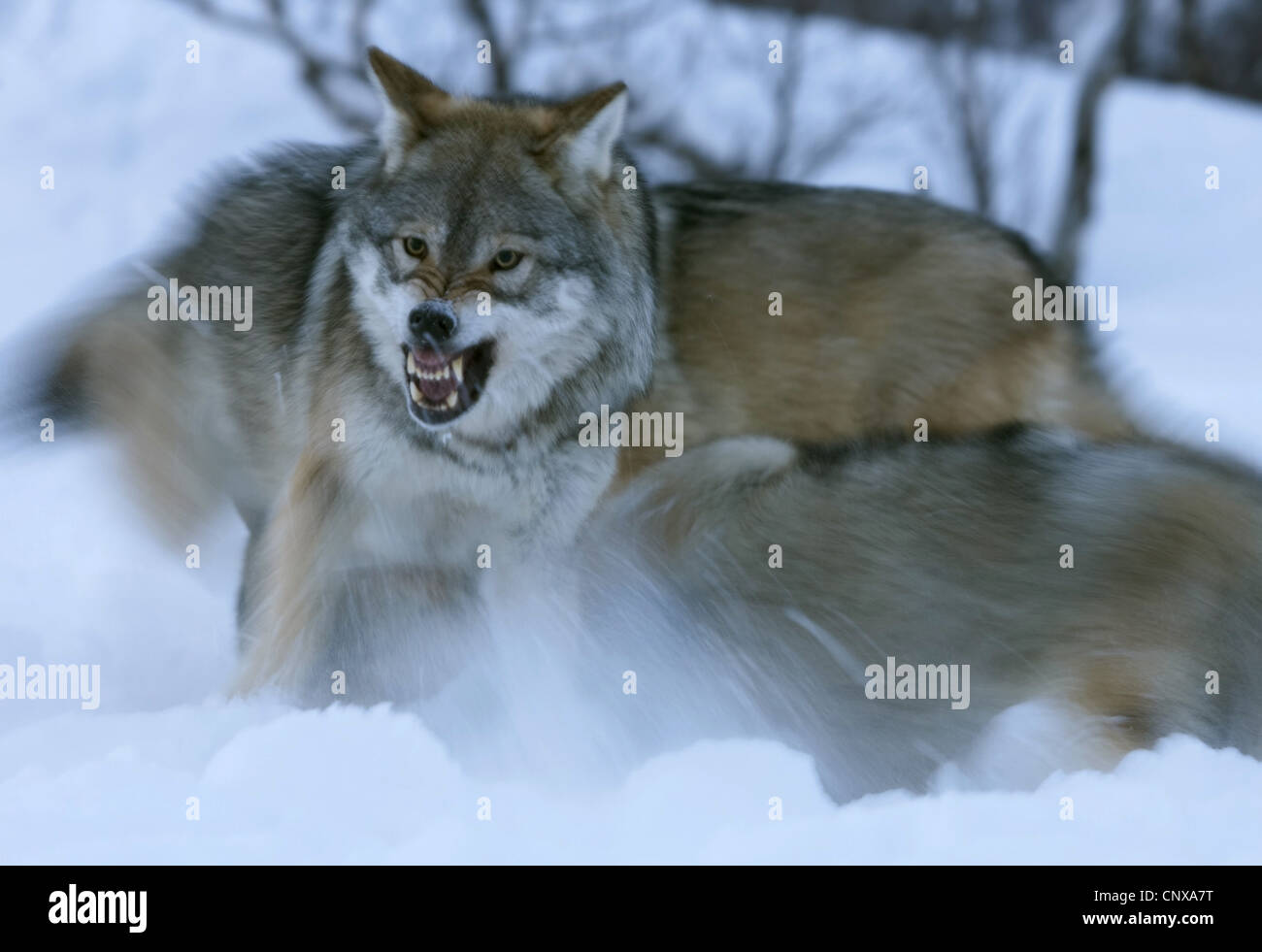 European gray wolf (Canis lupus lupus), pack fighting on a snow field ...