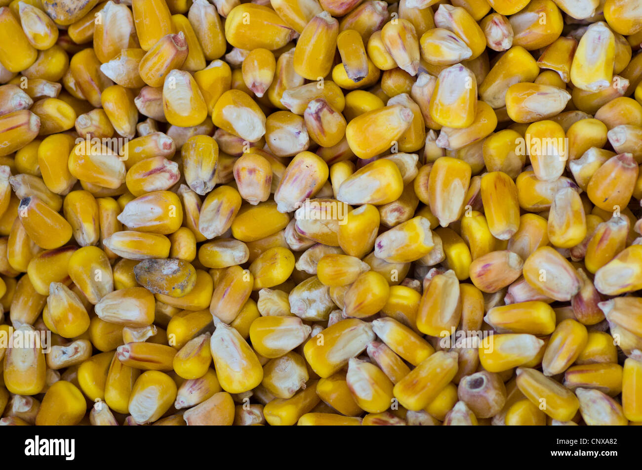 Maize kernels hi-res stock photography and images - Alamy