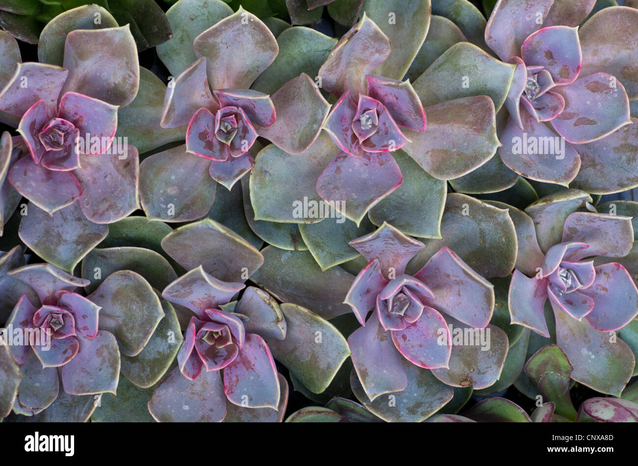 A group of sedum or succulent plants Stock Photo - Alamy